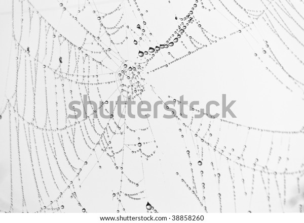 Spider Net Stock Photo (Edit Now) 38858260