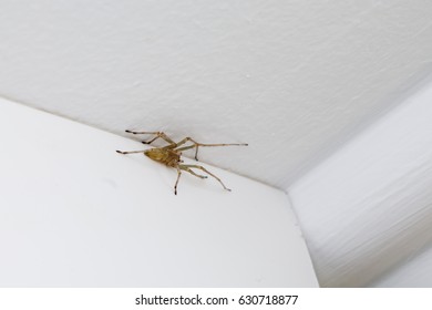 1,248 Spider On Ceiling Images, Stock Photos & Vectors | Shutterstock