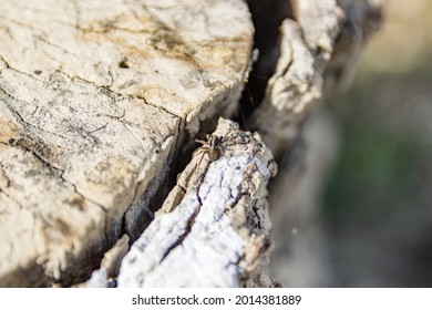 833 Spider log Images, Stock Photos & Vectors | Shutterstock