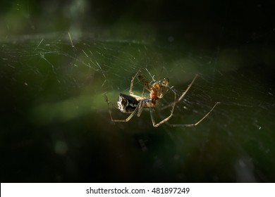 296 Sheet weaver Images, Stock Photos & Vectors | Shutterstock