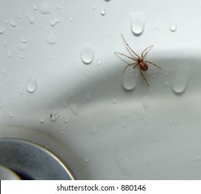 118 Spider drain Images, Stock Photos & Vectors | Shutterstock