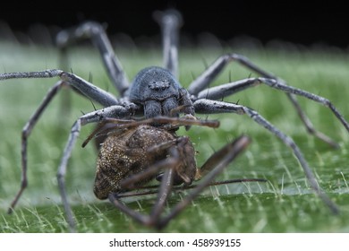 51 imágenes de Spider vs insects - Imágenes, fotos y vectores de stock ...