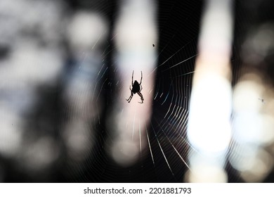 84,617 Spider On The Tree Images, Stock Photos & Vectors | Shutterstock