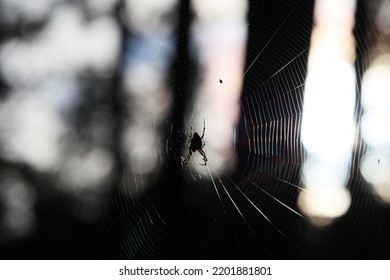 84,617 Spider On The Tree Images, Stock Photos & Vectors | Shutterstock