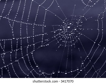 1,398 Jewel spider Images, Stock Photos & Vectors | Shutterstock