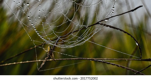 1,465 Spider web after rain Images, Stock Photos & Vectors | Shutterstock