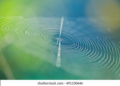1,292 Strong spider web Images, Stock Photos & Vectors | Shutterstock