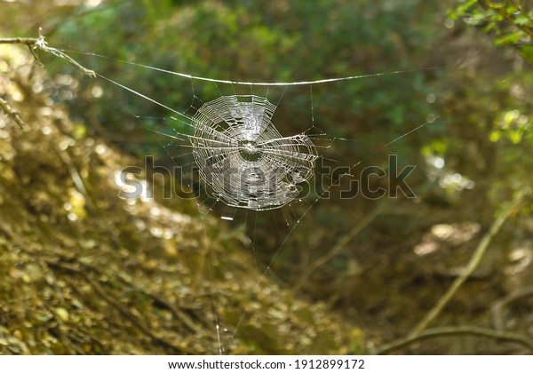 Spider Web Between Branches Tree Illuminated Stock Photo 1912899172 ...