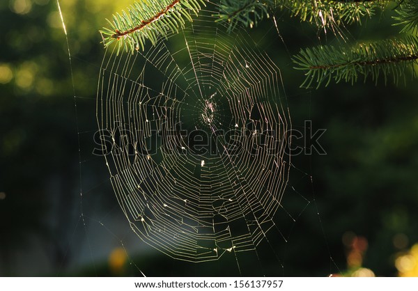 Spider Web Between Tree Branches Stock Photo (Edit Now) 156137957