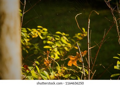 Stock Photo and Image Portfolio by T-Stock | Shutterstock