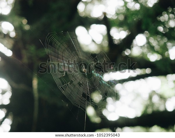 Spider Web Forest Stock Photo 1052395043 | Shutterstock