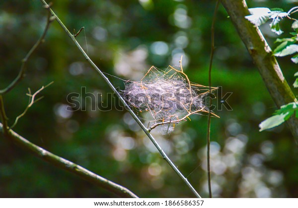 Spider Web Formations Forest Stock Photo 1866586357 | Shutterstock