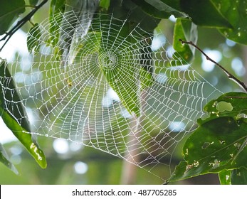43,715 Spider web in tree Images, Stock Photos & Vectors | Shutterstock