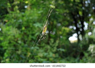 Spider Web Side View Stock Photo 611442722 | Shutterstock