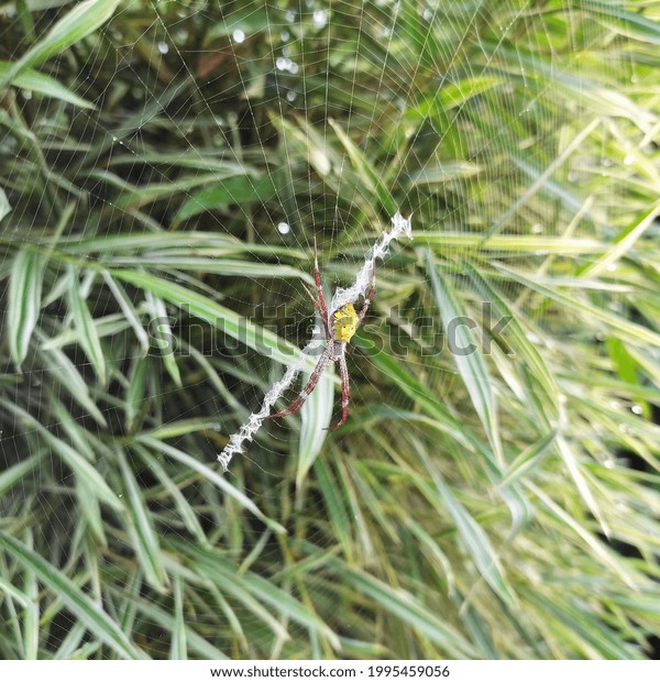 Spider Web Trap Prey Stock Photo 1995459056 | Shutterstock