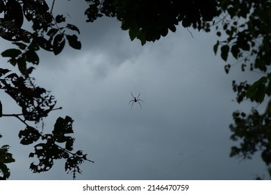 Spider tree Images, Stock Photos & Vectors | Shutterstock