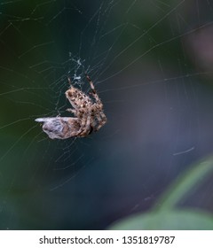 Spider Webb Stock Photo 1351819787 | Shutterstock