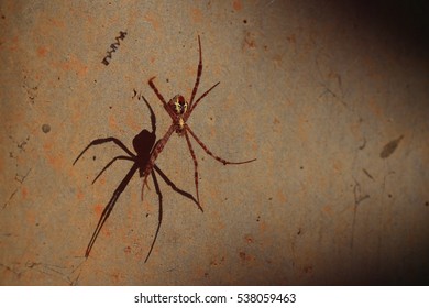 Vietnamese Spider Closeup Running On Tile Stock Photo 1366445768 ...