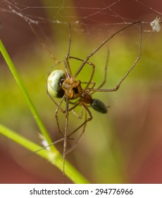1,105 Spider mating Stock Photos, Images & Photography | Shutterstock