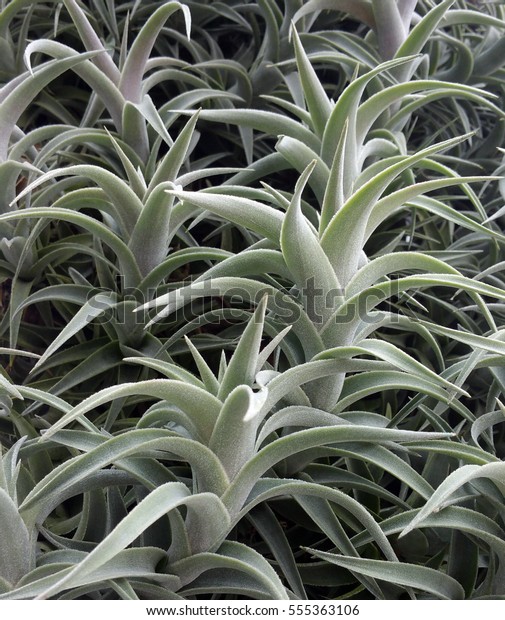 Spiked Wall Stock Photo 555363106 | Shutterstock