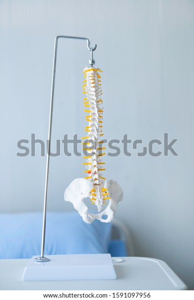 Spinal Bone Structure Model Hanging Hospital Foto stock 1591097956 ...