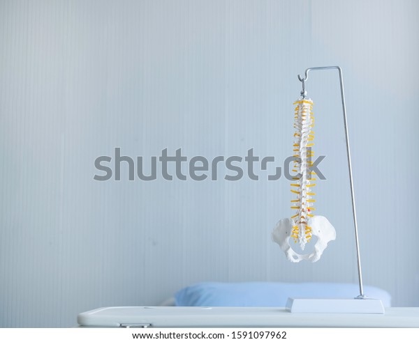 Spinal Bone Structure Model Hanging Hospital Stock Photo 1591097962 ...