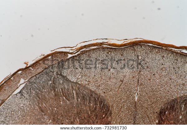 Spinal Cord Under Microscope Stock Photo 732981730 | Shutterstock