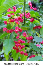 Spindle-tree Images, Stock Photos & Vectors | Shutterstock
