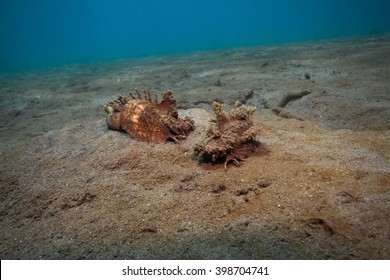 63 Spiny Devil Fish Images, Stock Photos & Vectors | Shutterstock