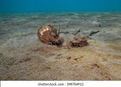 63 Spiny Devil Fish Images, Stock Photos & Vectors | Shutterstock