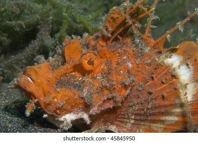 63 Spiny Devil Fish Images, Stock Photos & Vectors | Shutterstock