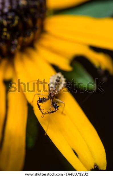 Spiny Front Legs Assassin Bug Reduviidae Stock Photo 1448071202 ...