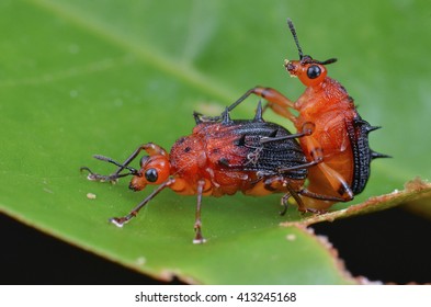 Spiny Leaf Rolling Weevils Mating Paroplapoderus Stock Photo 413245168 ...