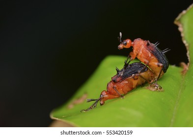 Spiny Leaf Rolling Weevils Mating Paroplapoderus Stock Photo 553420159 ...