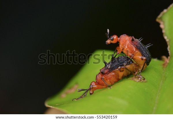 Spiny Leaf Rolling Weevils Mating Paroplapoderus Stock Photo 553420159 ...