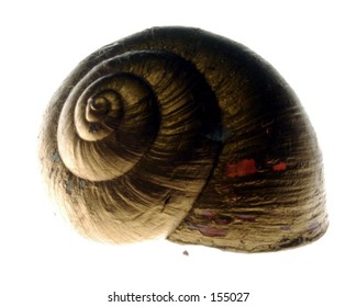 Spiral Shell Stock Photo 155027 | Shutterstock