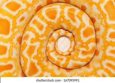19,674 Snake long Images, Stock Photos & Vectors | Shutterstock