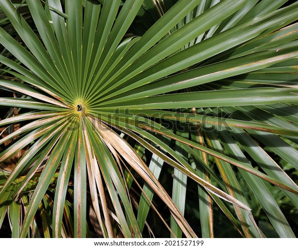 Spiraling Palm Tree Leaf Stock Photo 2021527199 | Shutterstock