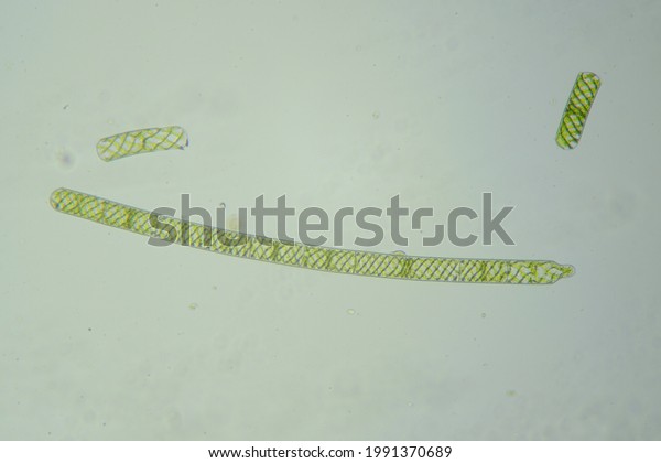 Spirogyra Green Algae Fresh Water Stock Photo (Edit Now) 1991370689 Spirogyra Green Algae Fresh Water Stock Photo (Edit Now) 1991370689