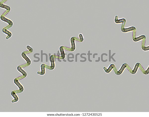 Spirulina algae under microscopic view - cyanobacteria 40x