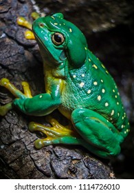 176 Splendid tree frog Images, Stock Photos & Vectors | Shutterstock