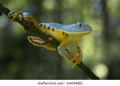 176 Splendid tree frog Images, Stock Photos & Vectors | Shutterstock