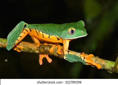 176 Splendid tree frog Images, Stock Photos & Vectors | Shutterstock