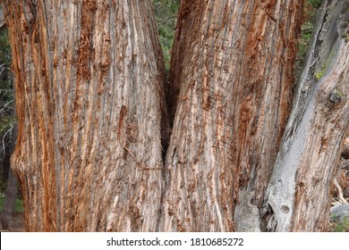 Split Coppicing Pine Tree Bark Closeup Stock Photo (Edit Now) 1810685272