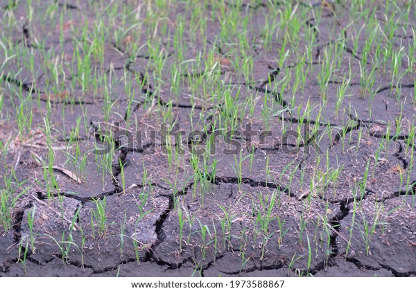 Split Ground On Field Behind My Stock Photo 1973588867 | Shutterstock