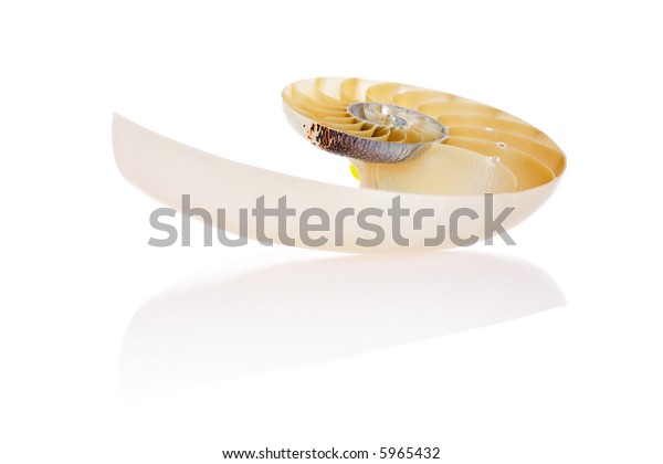 Split Nautilus Seashell Isolated On White Stock Photo 5965432 ...