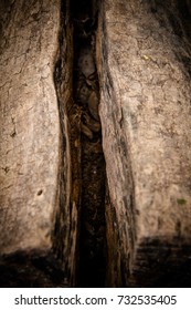 Split Old Log Stock Photo 732535405 | Shutterstock