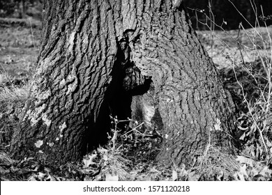 Split Opening Tree Trunk Little Forest Stock Photo 1571120218 ...