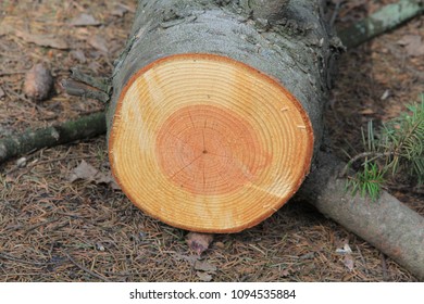 Split Tree Beautiful Tree Structure Stock Photo 1094535884 | Shutterstock