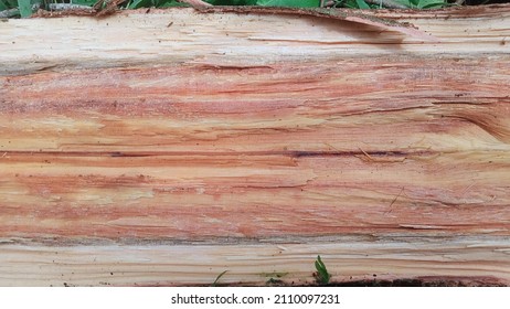 Split Tree Surface Texture Seen Stock Photo 2110097231 Shutterstock